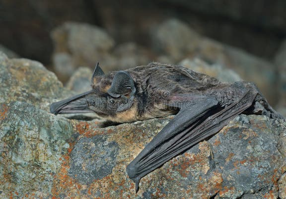 Bat on stone 2 stock photo. Image of small, wild, macro - 27453042