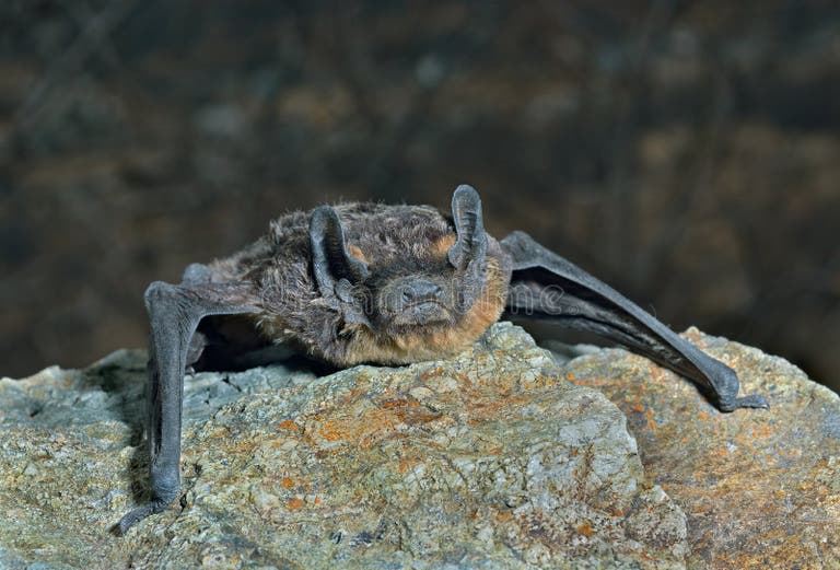 Bat on stone stock image. Image of chiropter, background - 27773923