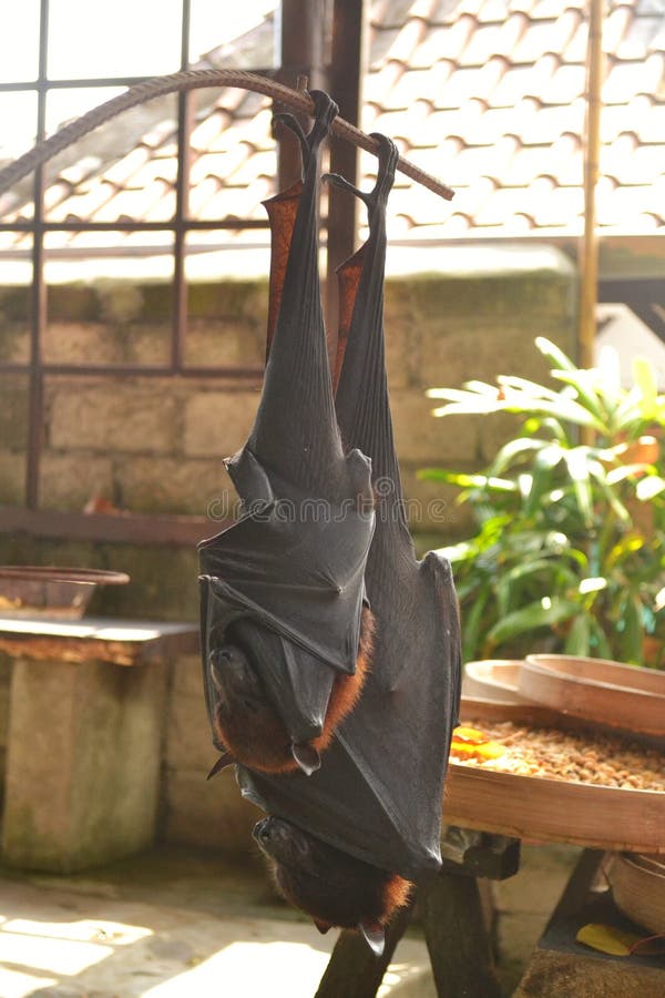 The bat takes a nap stock photo. Image of hanging, wing - 303364060