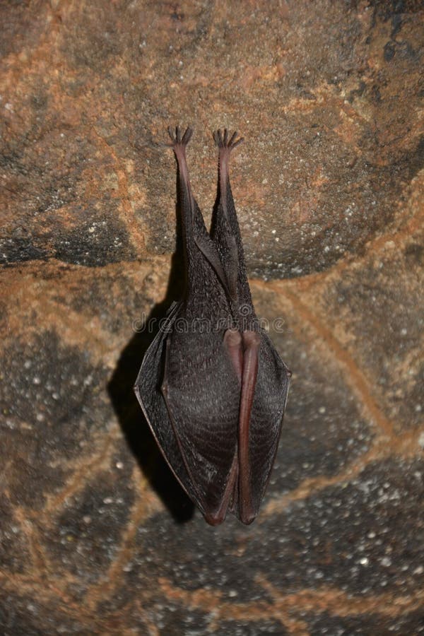 Bat in transylvania cave stock image. Image of transylvania - 131089865