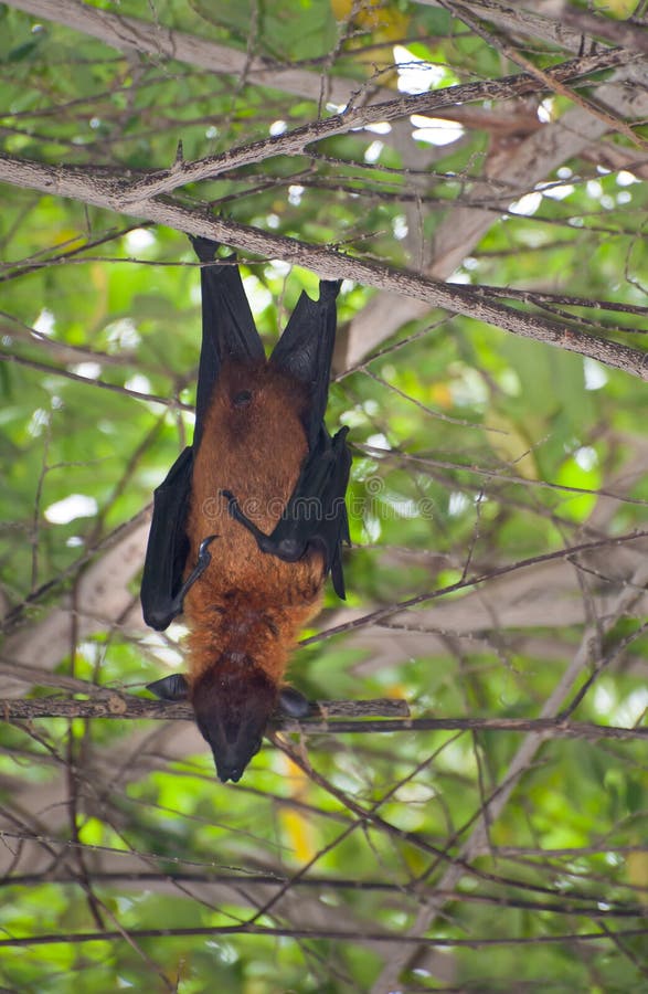 Bat hanging on the tree stock image. Image of mammal - 13424217