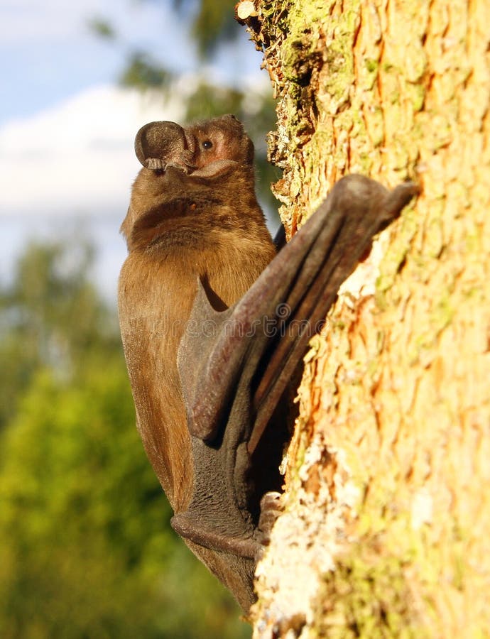 Bat stock photo. Image of animals, bats, tree, black - 50893056