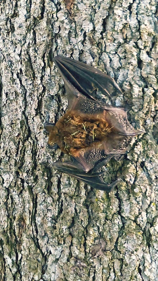 Bat on tree stock photo. Image of bark, animal, tree - 142198084