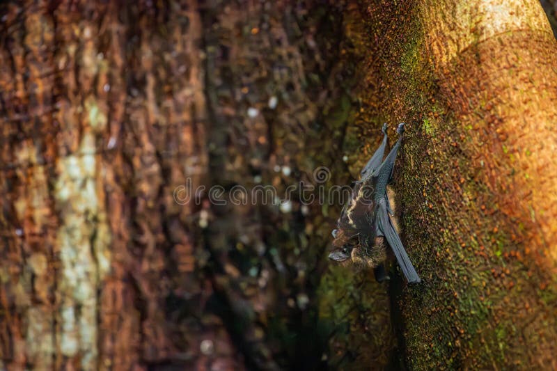 Bat in a Tree of Corcovado National Park (Costa Rica) Stock Image ...