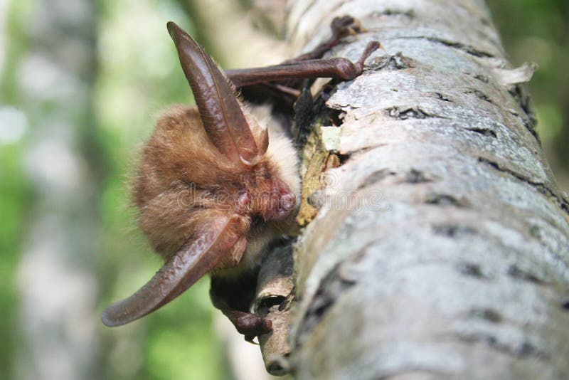 Bat on a tree, gotland stock image. Image of nestbox, bats - 7498191