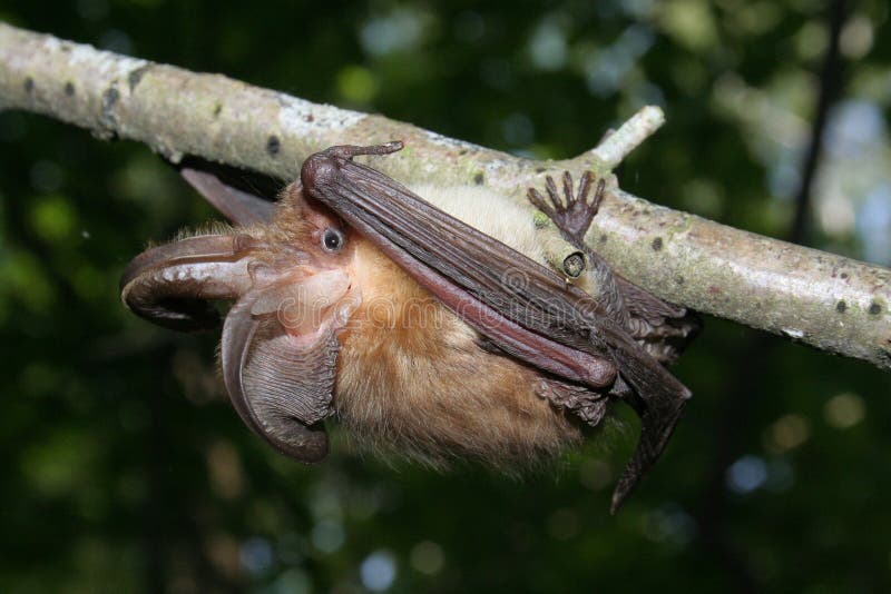 Bat on a Tree, Sweden, Gotland Stock Image - Image of resting, gotland ...