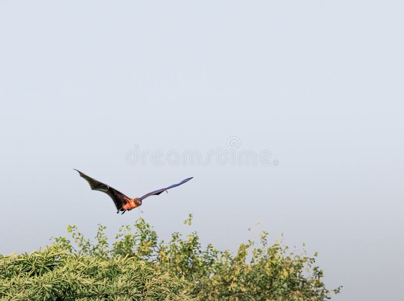 Bat in V shape flying stock image. Image of forest, black - 233918787