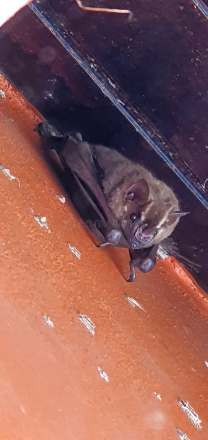 Bat on a wall stock image. Image of glass, food, organ - 180670305