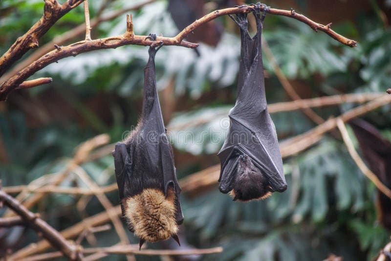 Bat at the zoo stock photo. Image of flying, nocturn - 106831734