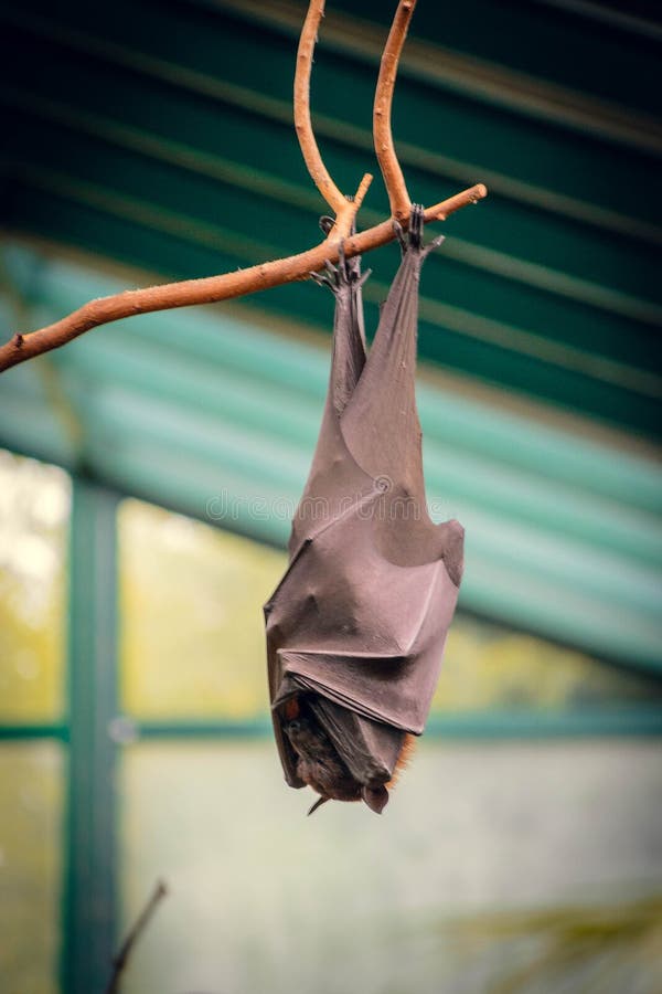 Bat in zoo stock photo. Image of mammal, northern, branch - 134333612