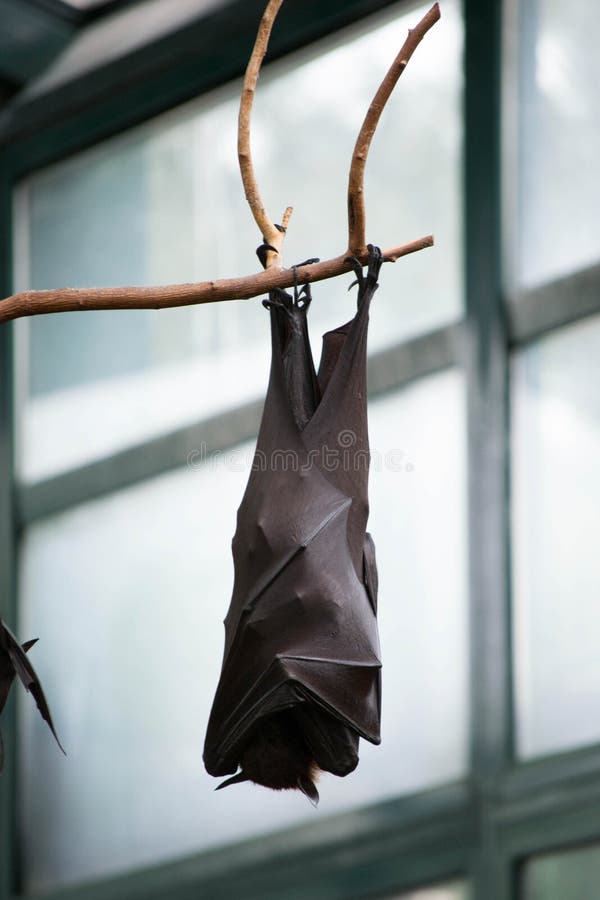 Bat in zoo stock image. Image of mammal, black, scary - 134334279