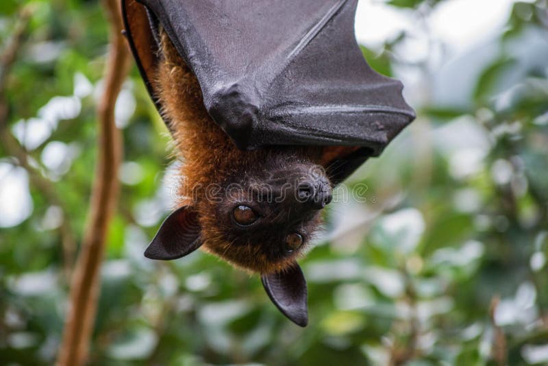 Bat in zoo stock image. Image of national, black, branch - 134334917