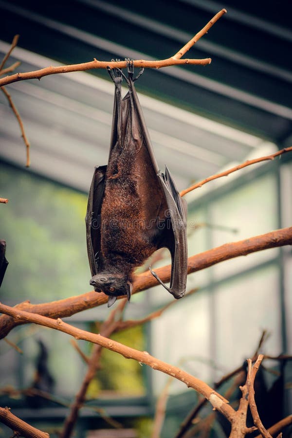 Bat in zoo stock image. Image of animal, upside, pteropus - 134334051