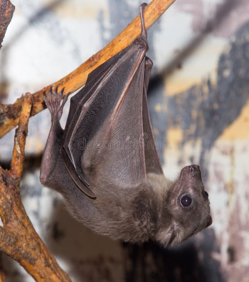 Bat at the zoo stock image. Image of echolocation, mystical - 107314961