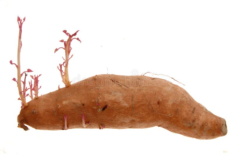 Bataat stock foto. Image of zetmeel, organisch, zoet, koolhydraat - 7058712