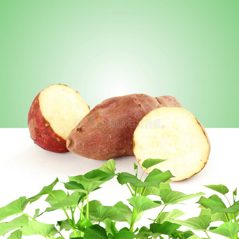 Bataat Met Het Kweken Van Installatie Op Groene Achtergrond Stock Foto ...