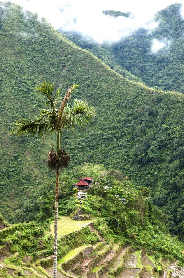 Batad Field Terraces - Philippines Stock Photo - Image of hill, ancient ...