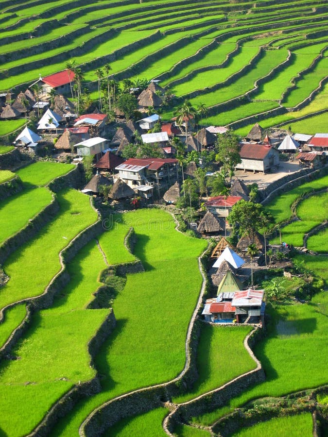 Batad Rice Terraces stock image. Image of land, nature - 8670833