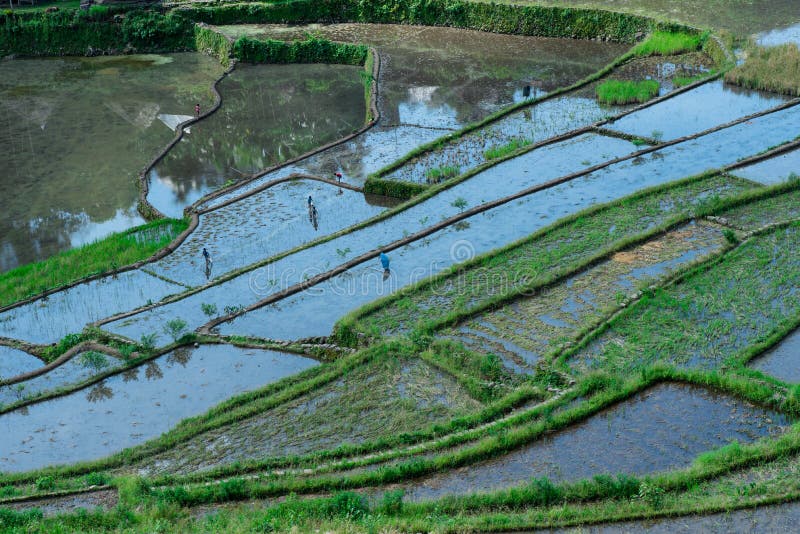 Batad Rice Terraces, Banaue, Ifugao, Philippines Stock Photo - Image of ...