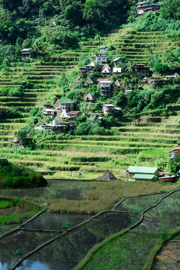 Batad Rice Terraces, Banaue, Ifugao, Philippines Stock Photo - Image of ...