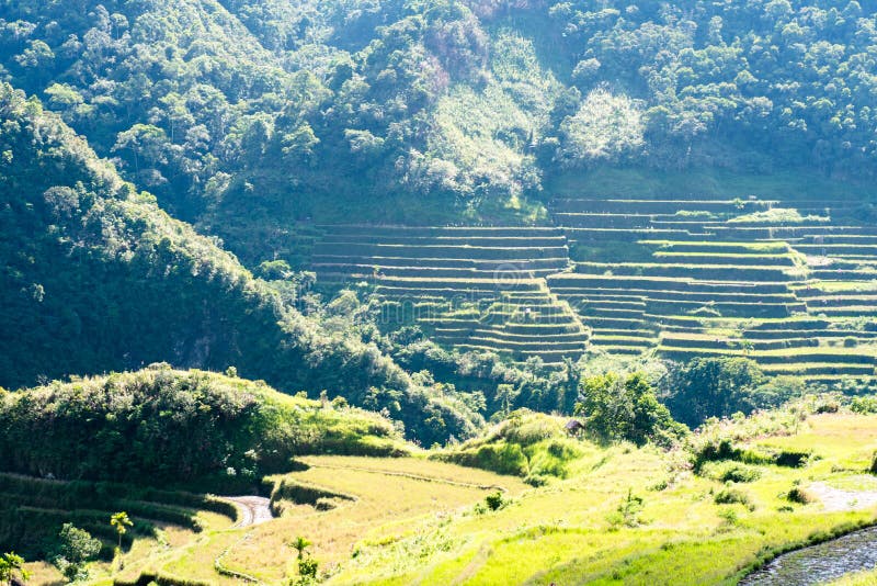 Batad Rice Terraces stock photo. Image of beauty, beautiful - 8709204