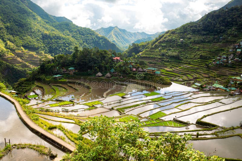 Batad Rice Terraces, Banaue, Ifugao, Philippines. Close Up Image Stock ...