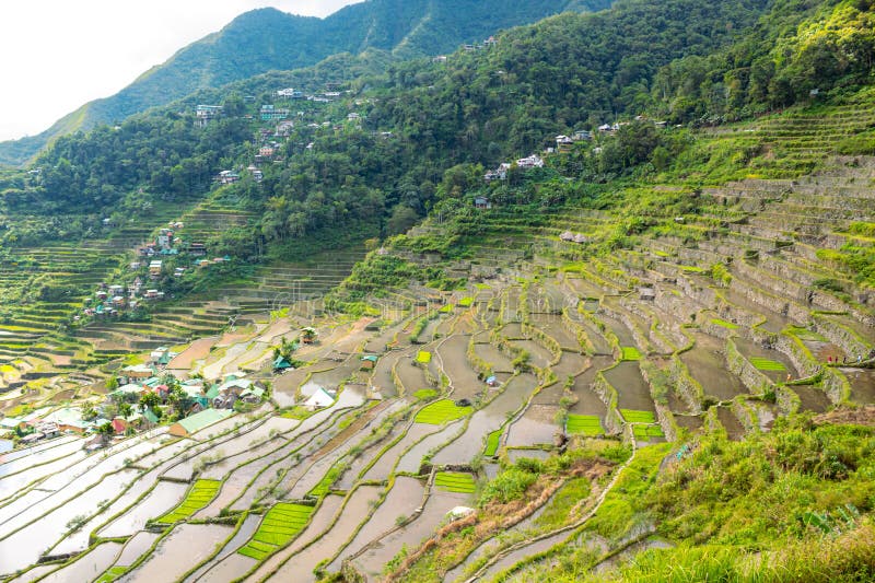 Ifugao Rice Terraces, UNESCO World Heritage in Ifugao, Luzon Island ...