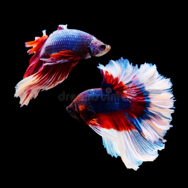 Poissons De Combat De Betta Image stock - Image du aquarium, siamois ...