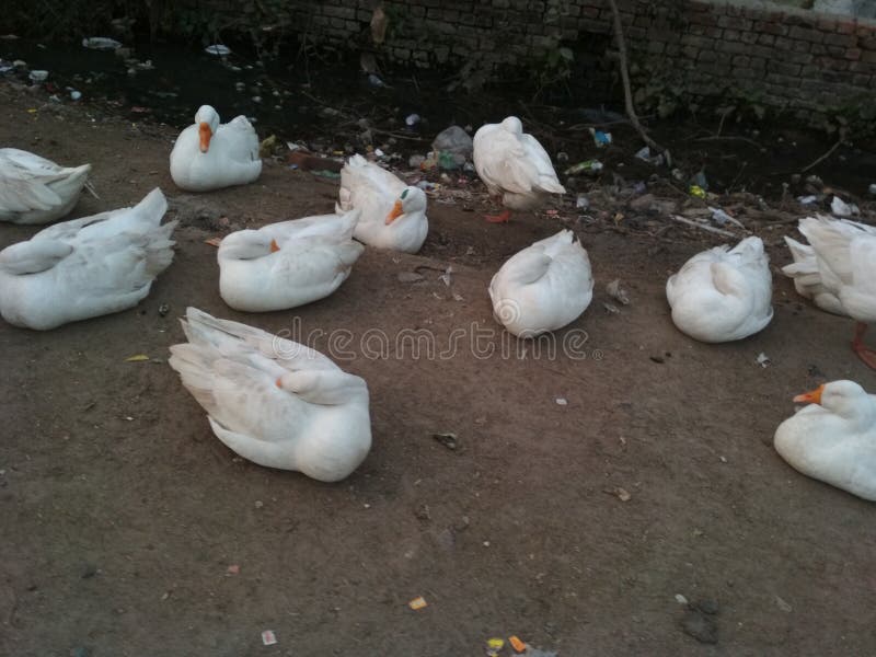 Batakh on road stock image. Image of batakh, side, road - 164505745