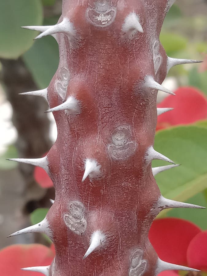 Batang Tanaman Bunga Nature Tree Stock Photo - Image of tanaman, tree ...