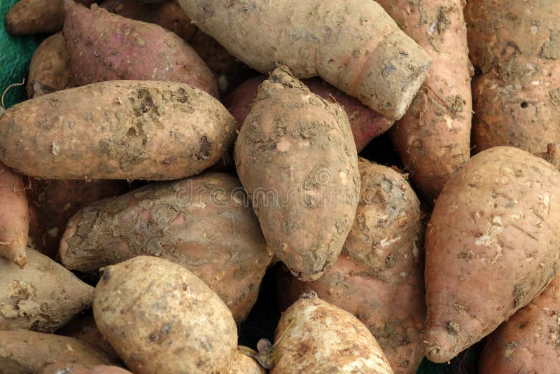 Batat obraz stock. Obraz złożonej z tła, fielder, flory - 35286447