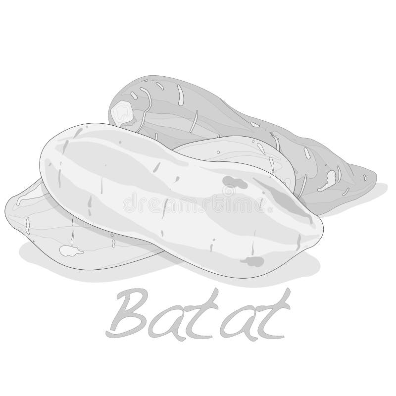 Batat, sweet potato vector stock vector. Illustration of healthy - 84707585