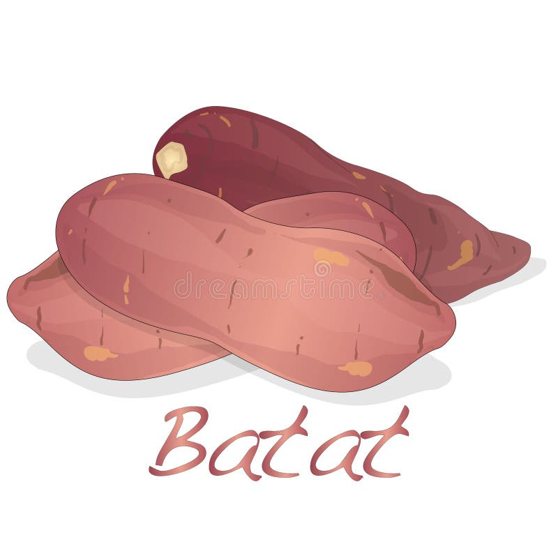 Batat, sweet potato vector stock vector. Illustration of organic - 84725521
