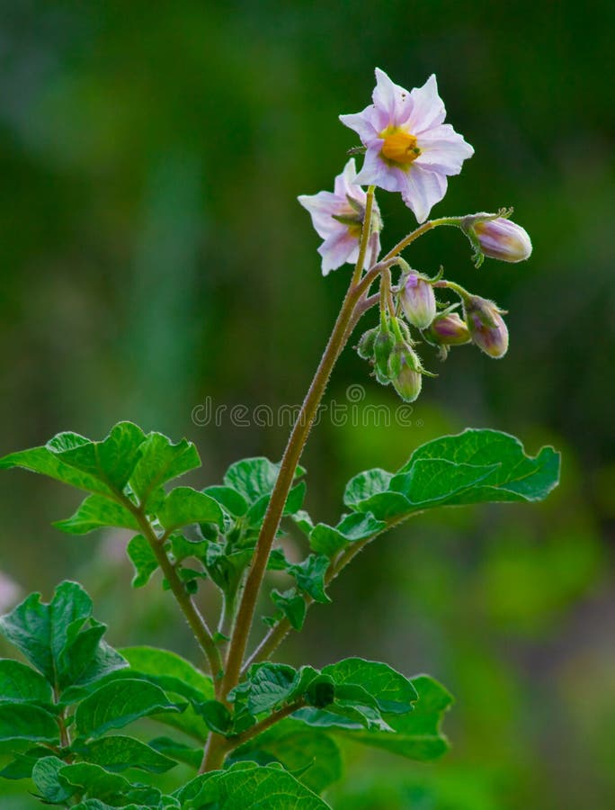 Batata foto de stock. Imagem de flor, verde, planta, vegetal - 5798864