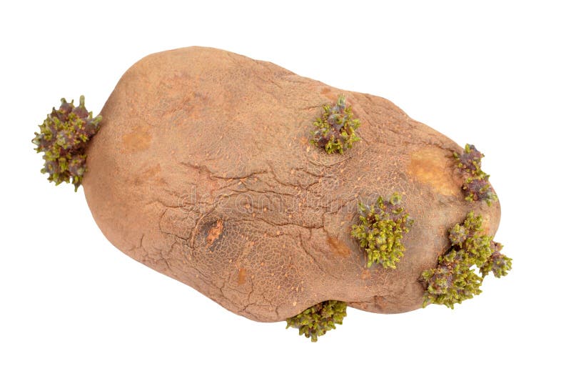 Batata com broto foto de stock. Imagem de orgânico, bulbo - 141495702