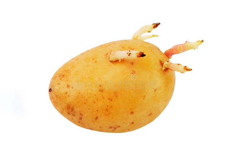 Batata com broto foto de stock. Imagem de orgânico, bulbo - 141495702