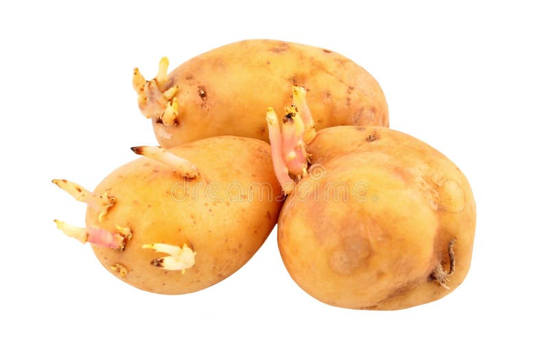 Batata com broto foto de stock. Imagem de orgânico, bulbo - 141495702