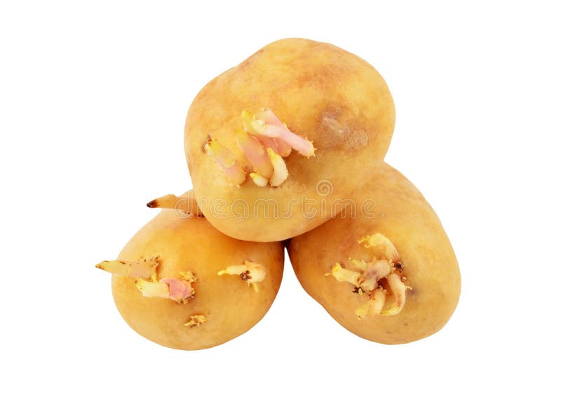Batata com broto foto de stock. Imagem de tubérculo - 141047092