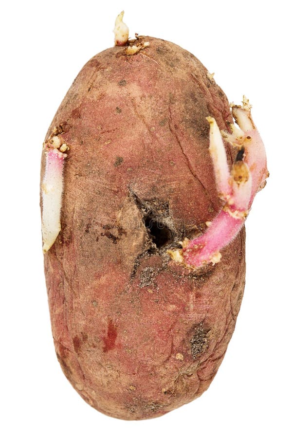 Batata Cor-de-rosa Germinada Isolada No Fundo Branco Imagem de Stock ...