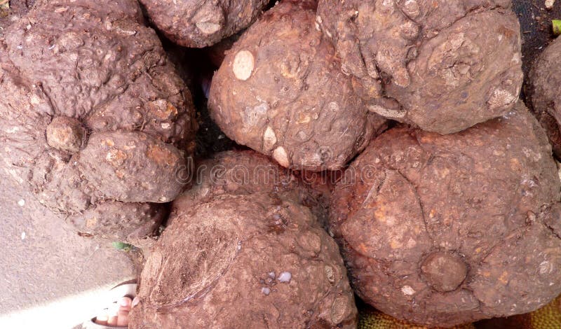 "batata Doce" Do Pé Do Elefante Foto de Stock - Imagem de inhame ...