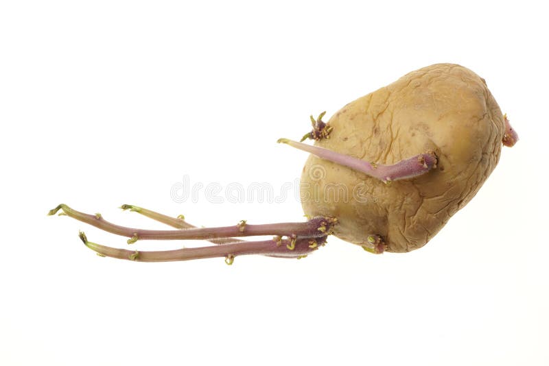 Batata Emergente, Solanum Tuberosum, No Branco Foto de Stock - Imagem ...