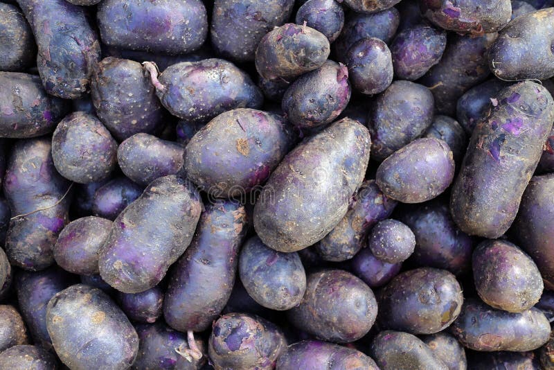 Batata Roxa Crua Isolada No Branco Foto de Stock - Imagem de pilha ...