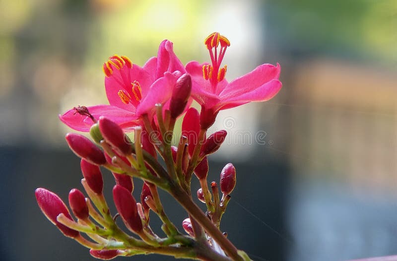 Pink Batavia Flowers on Batavia Tree Stock Image - Image of tree ...
