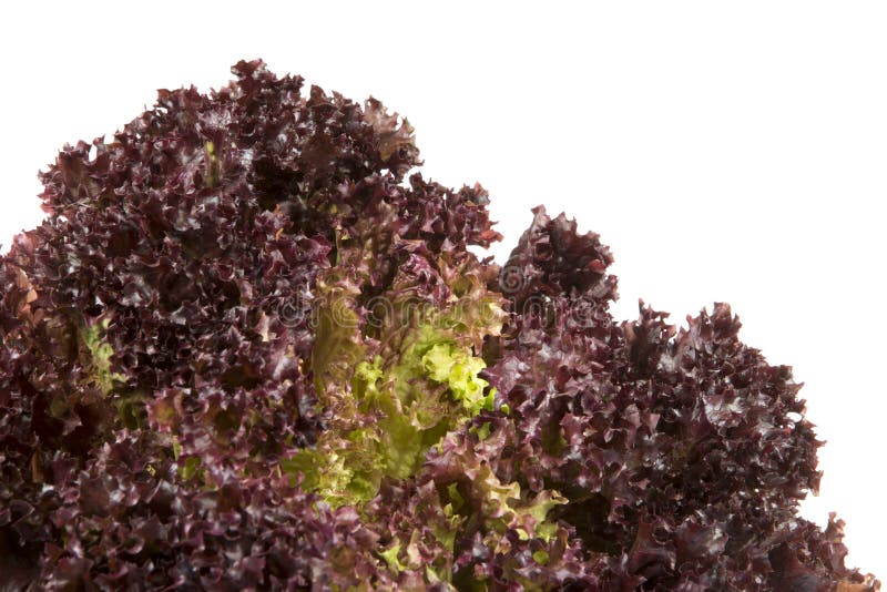 Batavia Lettuce stock image. Image of food, rosso, lettuce - 36854849