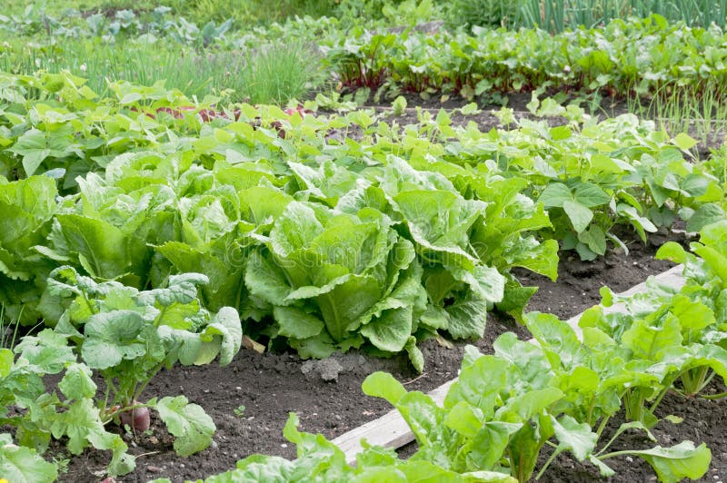 Batavia Lettuce Plants on a Patch Stock Image - Image of fresh ...
