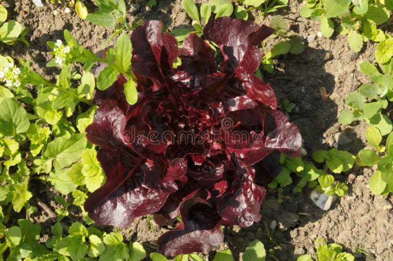 1,572 Batavia Lettuce Stock Photos - Free & Royalty-Free Stock Photos ...