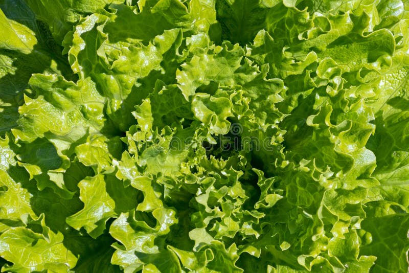 Batavia salad plants stock photo. Image of leaf, food - 186882556
