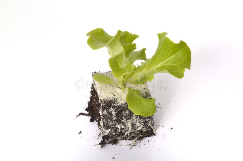 Batavia salad plants stock image. Image of grow, healthy - 184839735