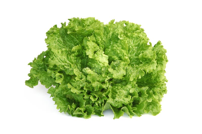 Batavia salad stock image. Image of food, salad, garden - 264030353