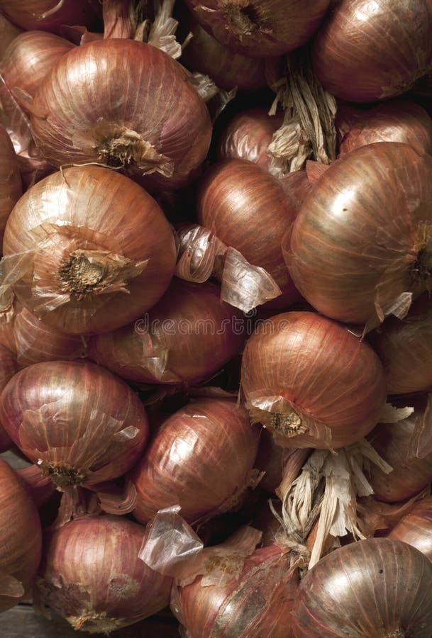 Batch of drying red onion. stock image. Image of hanging - 59766675